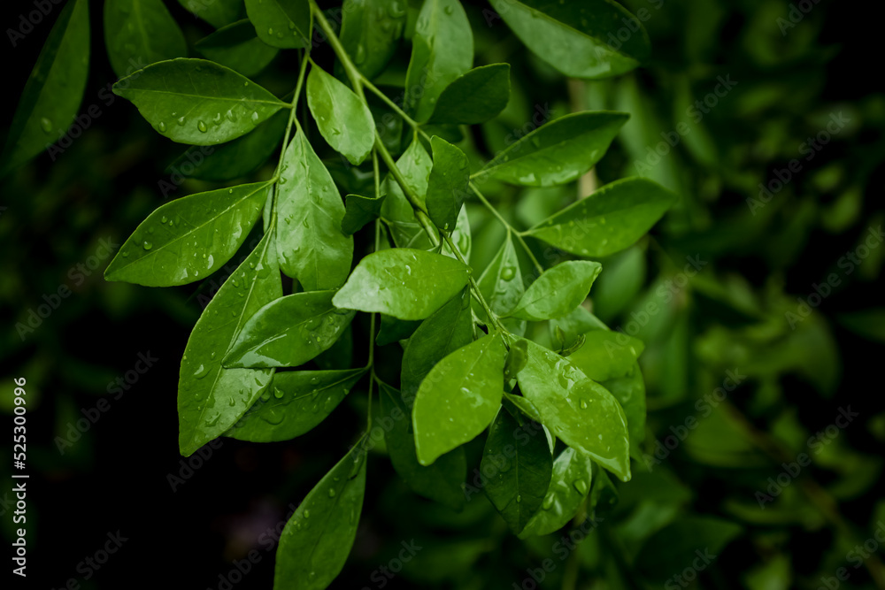 green leaves background, leaves background, green leaves, green ...