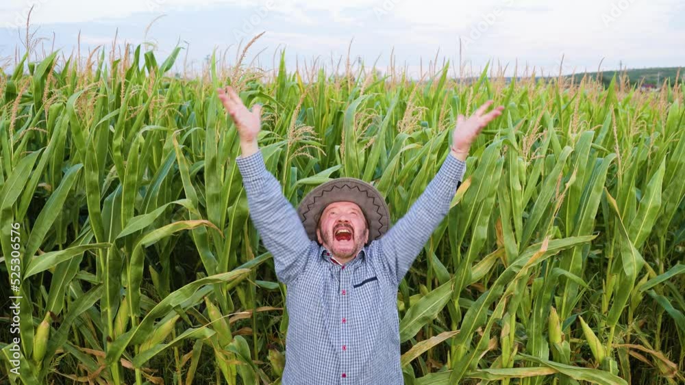 Elderly screaming farmer agronomist raises his hands up in happiness in ...