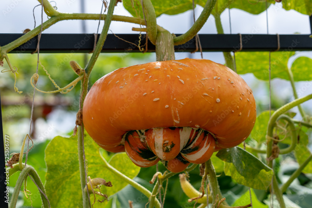 Squash 'Turks Turban' is one of the most spectacular of all the ...