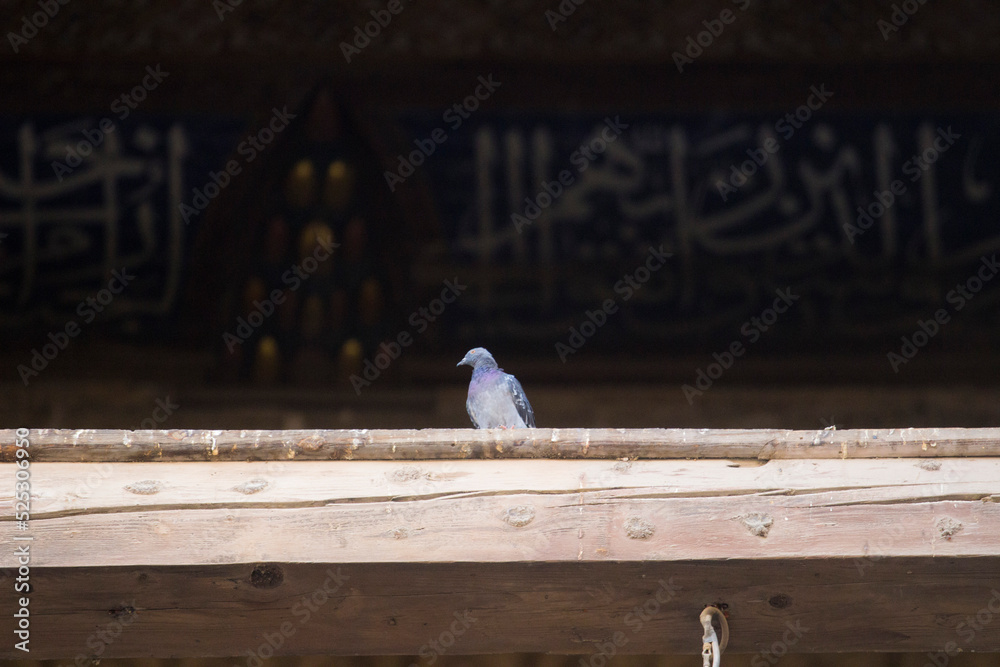 Pigeon birds standing on the top of Mosque of Sultan Hassan, Old Cairo ...