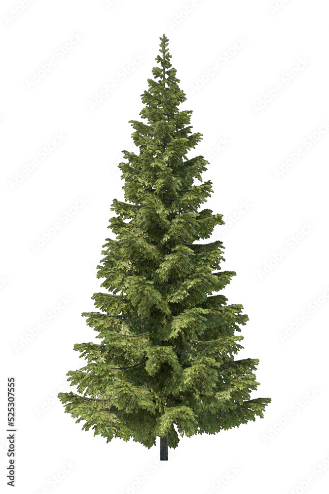 Spruce tree isolated on the transparent background Stock Photo | Adobe ...