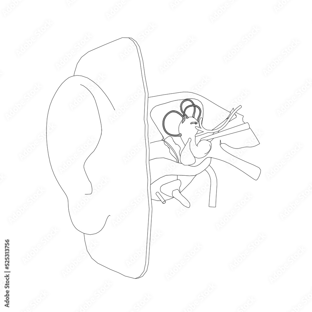 The contour of the human ear with the internal structure of the organ ...