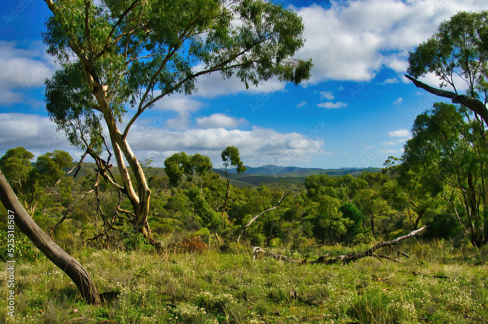 Park-like scenery with scattered eucalyptus trees and low bushes in ...