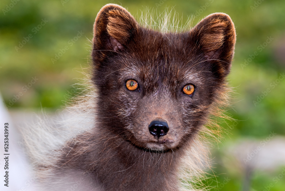 Pribilof Islands Arctic Fox (Alopex lagopus pribilofensis) at St ...