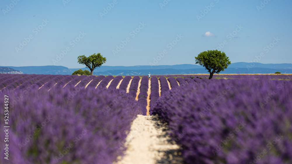 Valensole , France - Cabanon x Champ de Lavande x Deux Arbres Stock ...