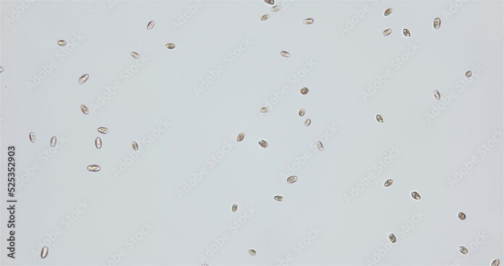Algae Rhinomonas sp. under the microscope, phylum Cryptophyta, family ...