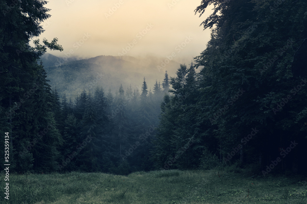 Mystical fog after rain in a dense pine forest. Harsh dark forest, mountain peaks in the ...