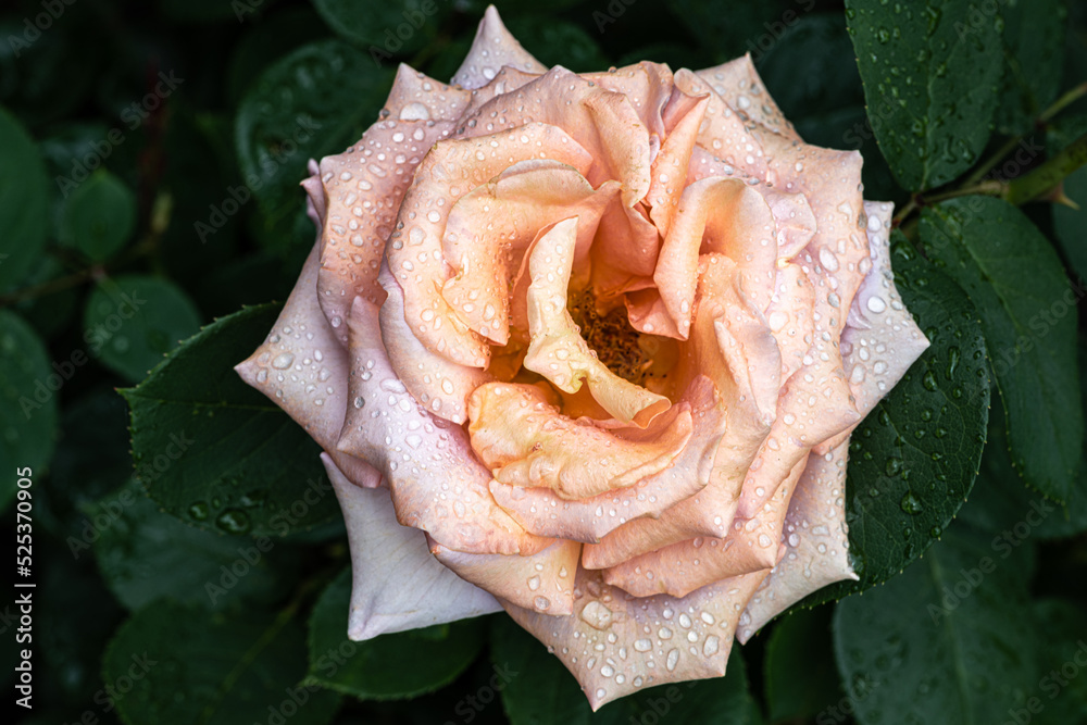 Sunset Celebration Rose