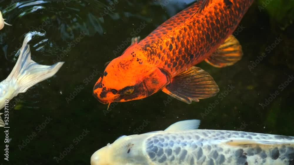 Vidéo Stock Koi fish. Colorful carp fish swimming in a freshwater pond ...