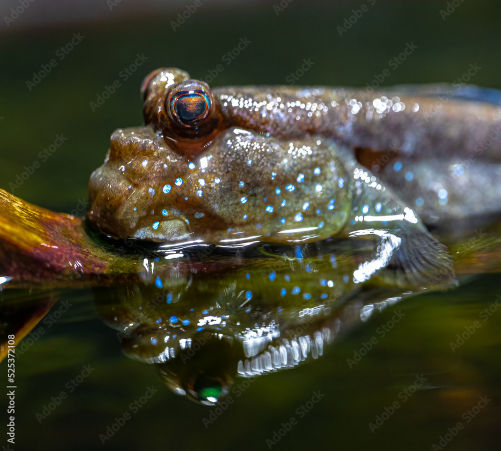 Atlantic Mudskipper (Periophthalmus barbarus) in Shallow Water Stock ...