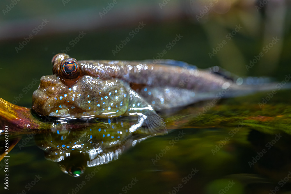 Atlantic Mudskipper (Periophthalmus barbarus) in Shallow Water Stock ...