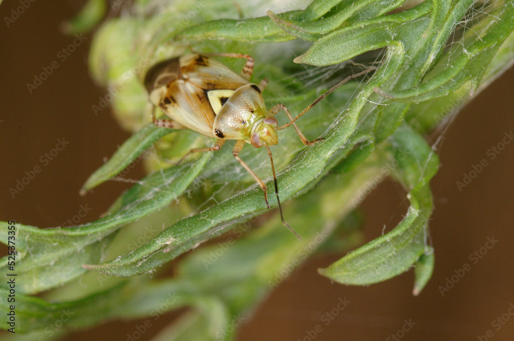 Une petite espèce de punaise phytophage (Lygus gemellatus) Stock Photo ...