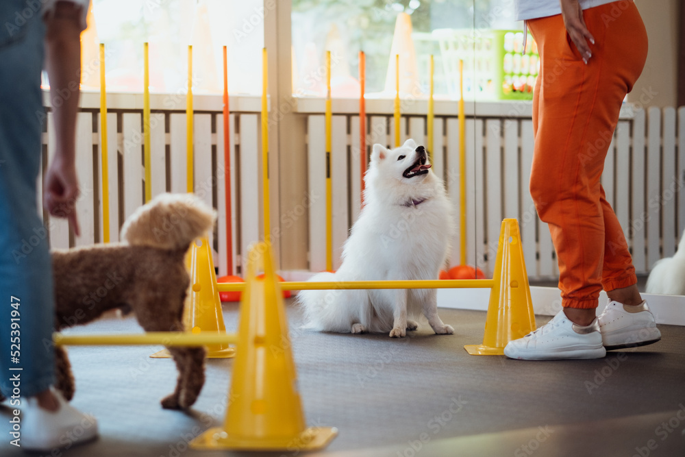 Little brown Poodle and snow-white Japanese Spitz training together in ...