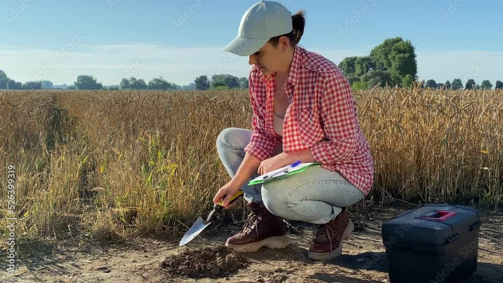 Female agronomy scientist preparing for soil measurements, digging soil ...