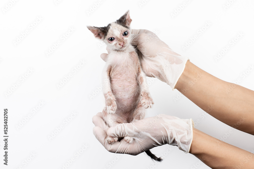 Kittens who are sick with feline fungal disease(Microsporum canis ...