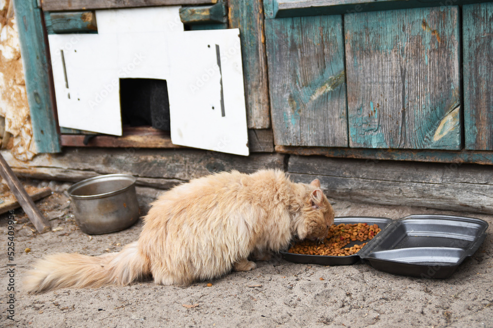 Animals of war 2022 against Ukraine concept. Homeless and lost pets in ...