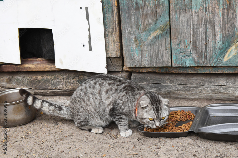 Animals of war 2022 against Ukraine concept. Homeless and lost pets in ...