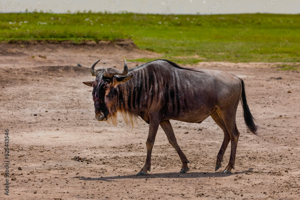 one adult African wildebeest on the loose stands close and looks at the ...