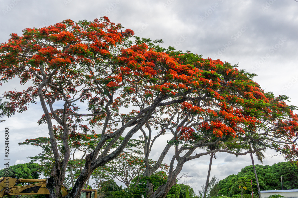 Flamboyant trees or Delonix Regia with their red blooming flowers on ...