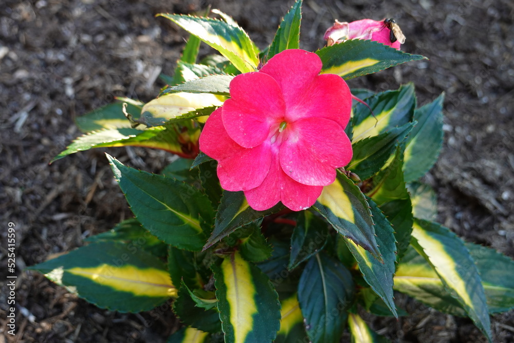SunPatiens Compact Tropical Rose. Impatiens x hybrida. Stock 写真 | Adobe ...