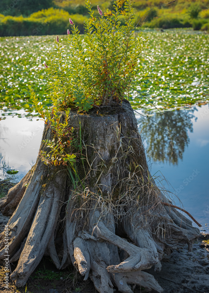 Tree stump in the forest by water. Cut out tree snag. Mossy tree roots ...