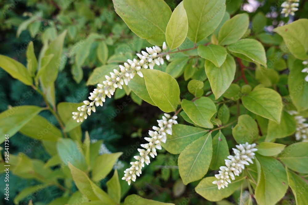 Virginia Sweetspire is a native deciduous to a semi-evergreen shrub ...