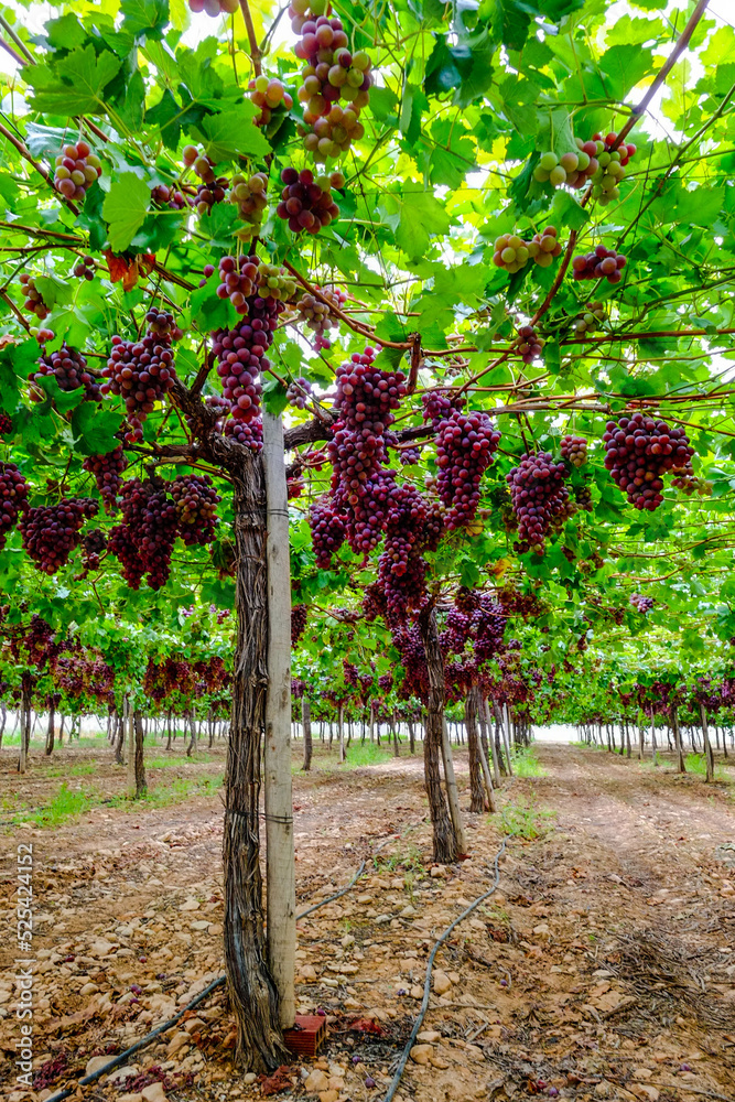 A table grape crop maturing in the Vinalopo Valley, just outside ...