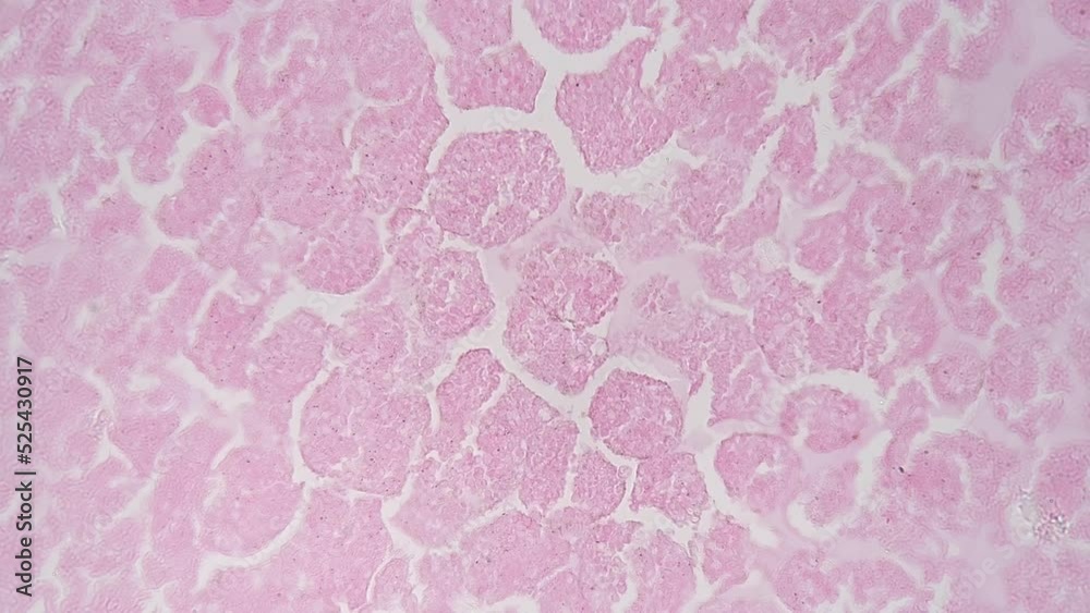 Simple-cell of egg of frog filmed in static under microscope with 200x ...