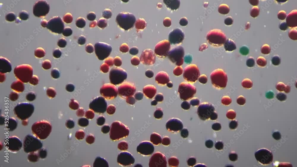 Whole mount of pollen of Brassica campestris var.oleifera filmed under ...