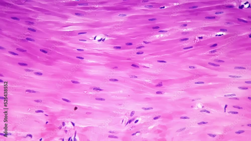 Smooth muscle isolated whole mount magnified by lab microscope in 400 ...