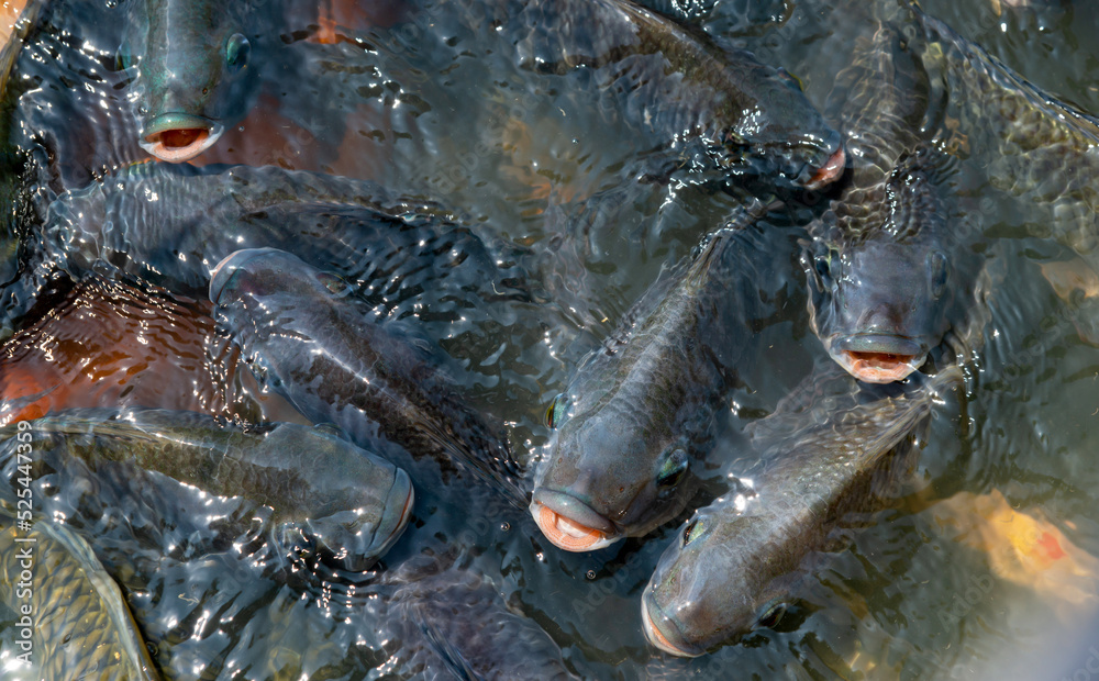 Nile tilapia floated near the water surface in the pond to breathe ...