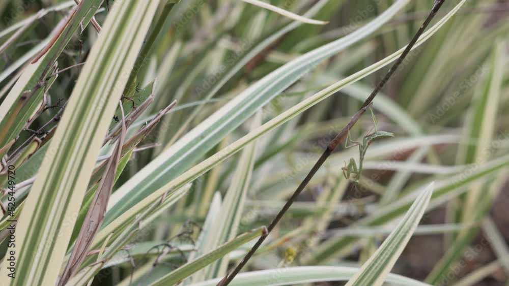 Mantises are large predatory insects. They grab prey with their long ...