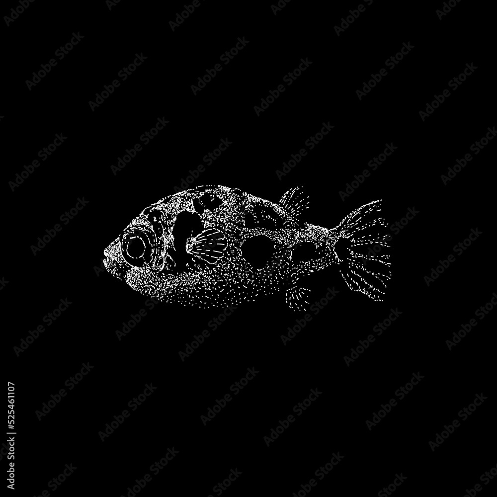 Pea Puffer hand drawing vector illustration isolated on black ...