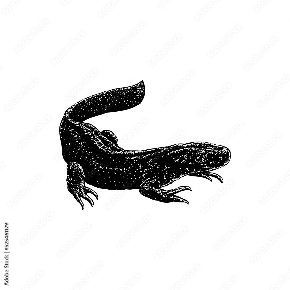 Salamander hand drawing vector illustration isolated on background ...