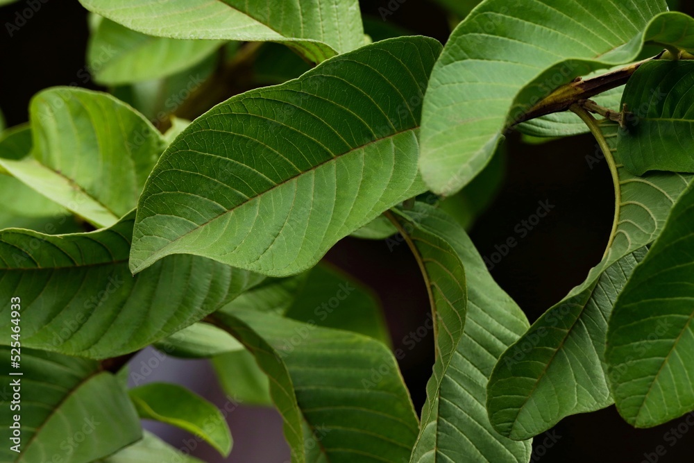 Guava leaf. Closeup of green leaf. Leaf background. Green color ...