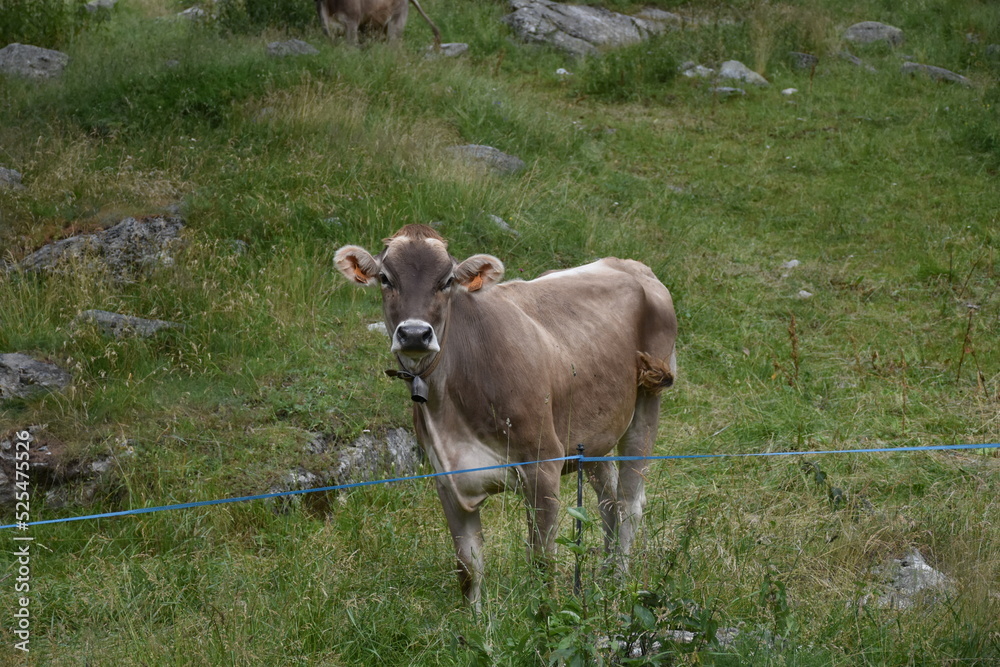 vacca al pascolo cow at pastrure Stock Photo | Adobe Stock