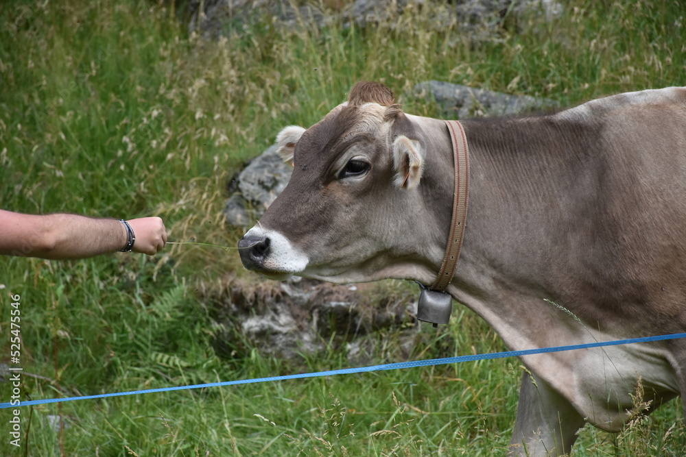 vacca al pascolo cow at pastrure Stock Photo | Adobe Stock