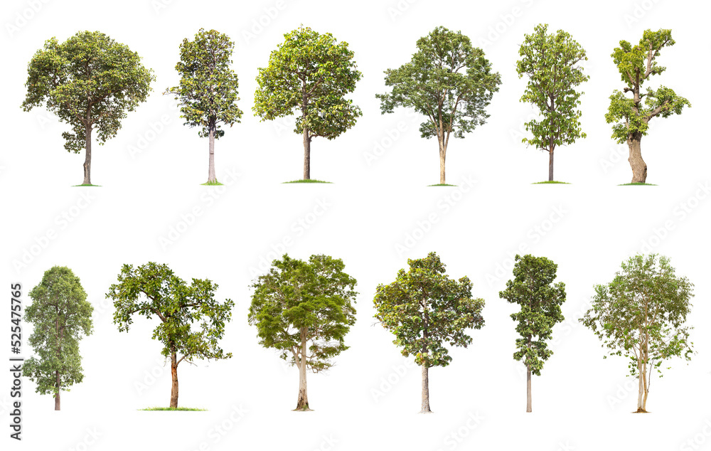 Isolated big tree on white background ,The collection of trees. Large ...