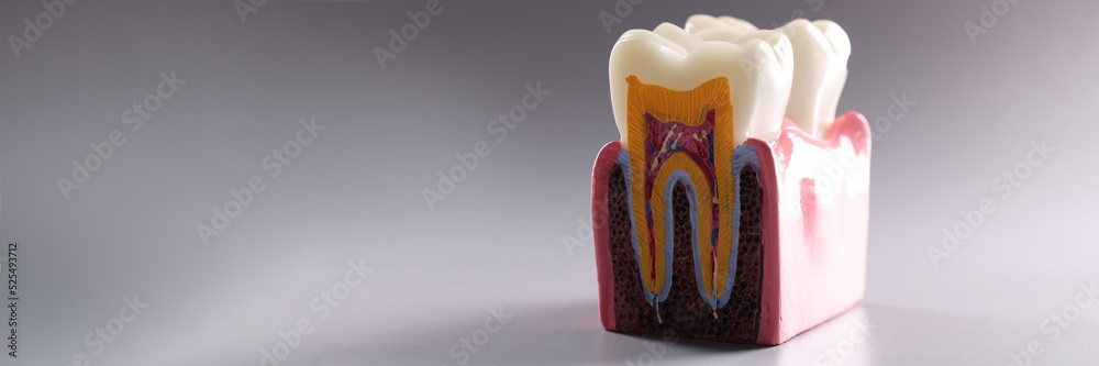 Mock tooth in section, educational model of tooth, anatomy of human ...