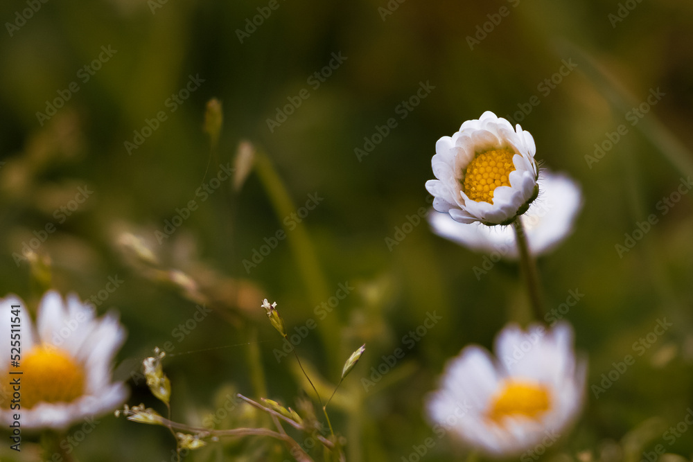 Bellis perennis, meadow daisy, portrait flower, small flower, sprint ...