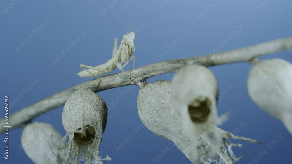 Small praying mantis sits on Henbane dry flowers on blue sky background ...