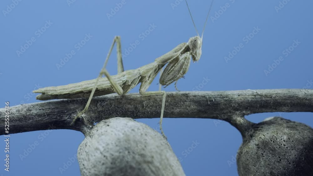 Vídeo do Stock: Closeup of small praying mantis sits on Henbane dry ...