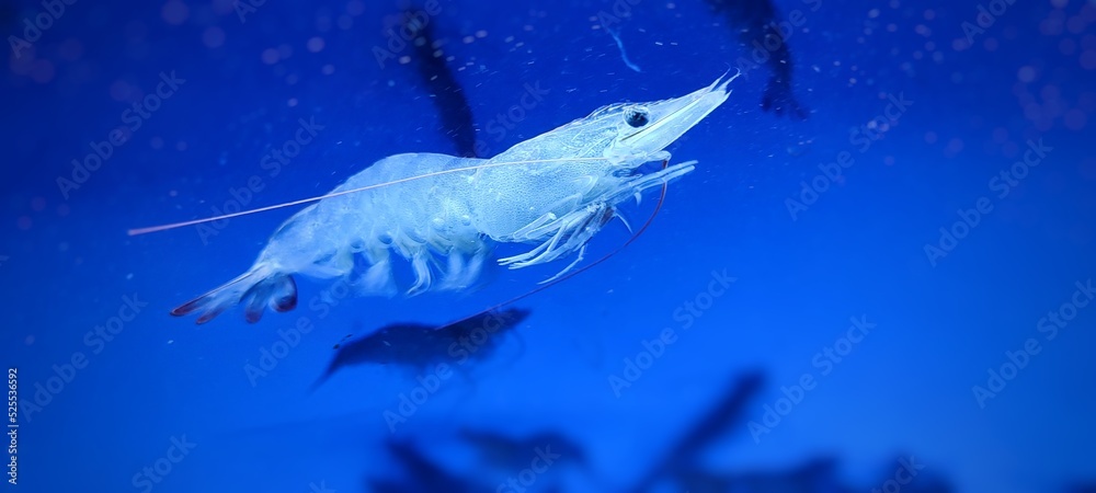 shrimps. king prawn in the aquarium. seafood. Korean delicacies. Stock ...