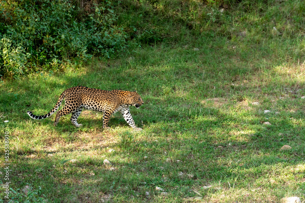 Indian wild male leopard or panther walking or stroll in his territory ...