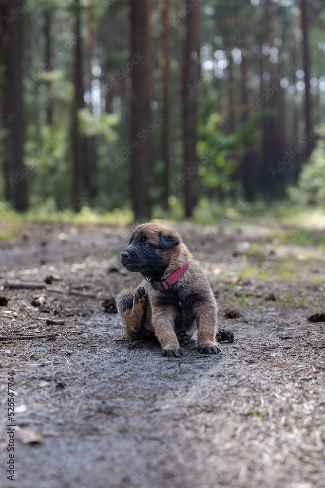 Foto de Psy rasy Owczarek Belgijski fotografia wykonana w Polsce w ...