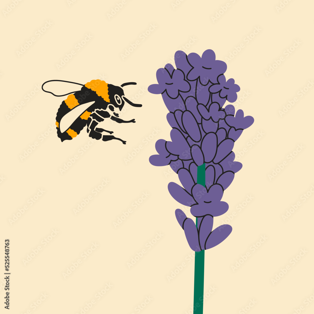 Puffy bumblebee or Bee flying towards lavender flower. Bee collects ...