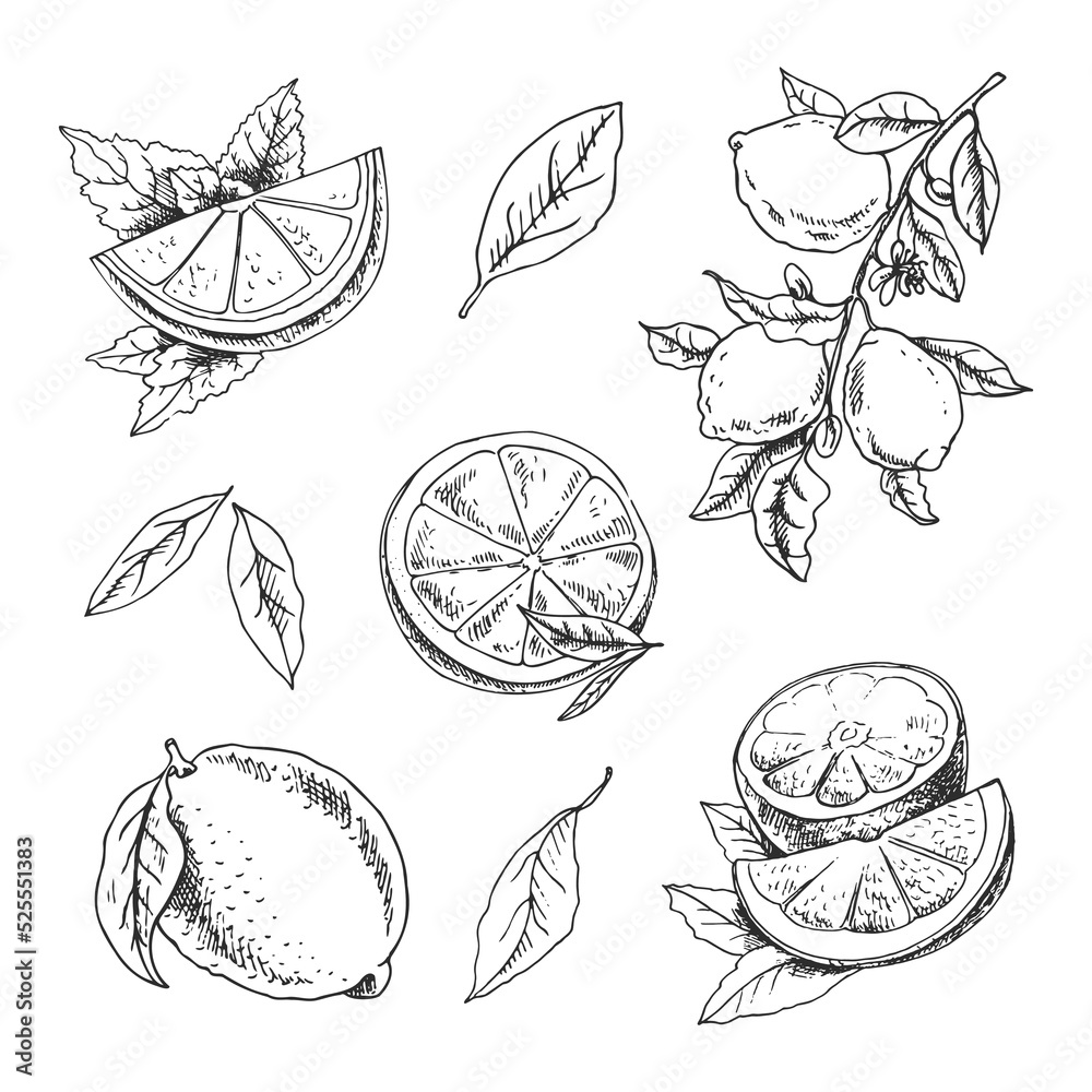 Vector hand drawn lemon set. Whole lemon, sliced pieces, half, leaf and ...