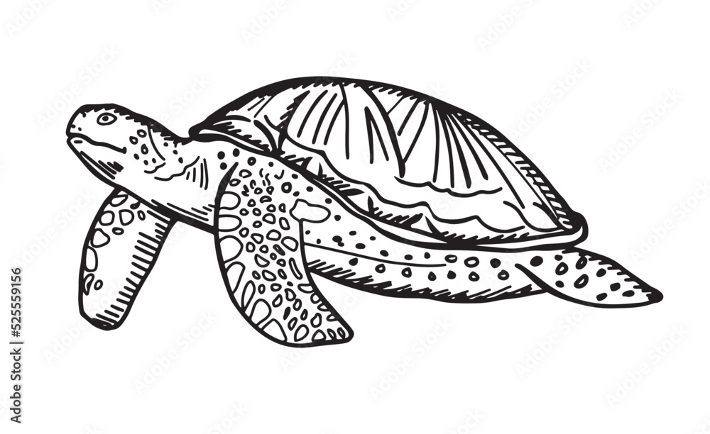 Turtle sketch in vintage outline style.Vector illustration. Stock ...