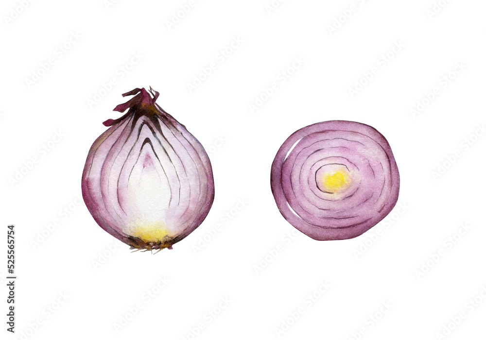 Hand-drawn watercolor red onion circle slice cutaway illustrations set ...