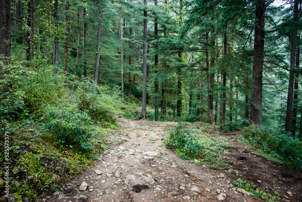 Pathway through Forest of Cedrus deodara, the deodar cedar, Himalayan ...